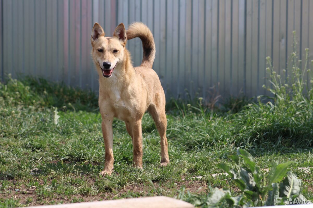 Ириска в добрые руки