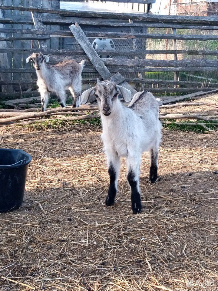 Козлята 2,5 мес