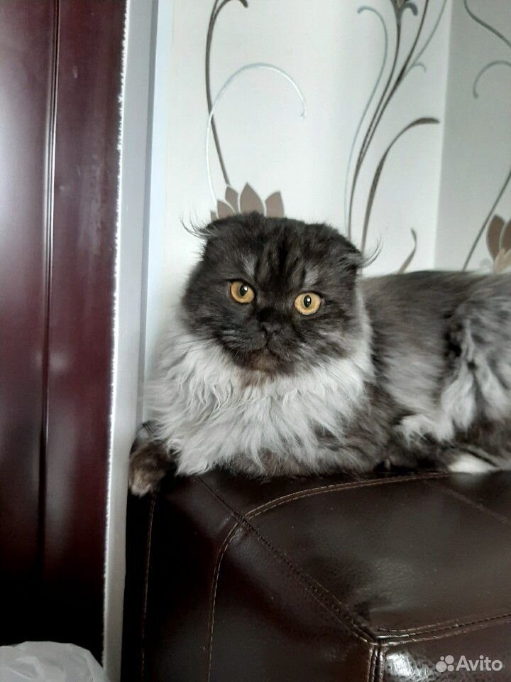 Мальчик шотландец