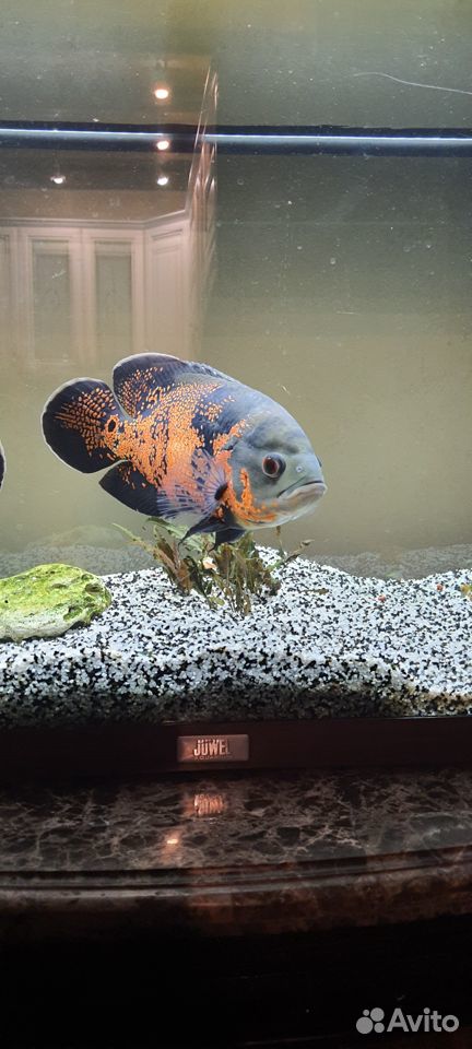 Астронатус тигровый