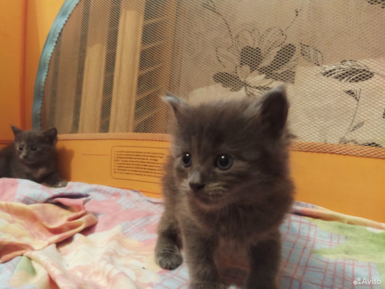 Отдам котят