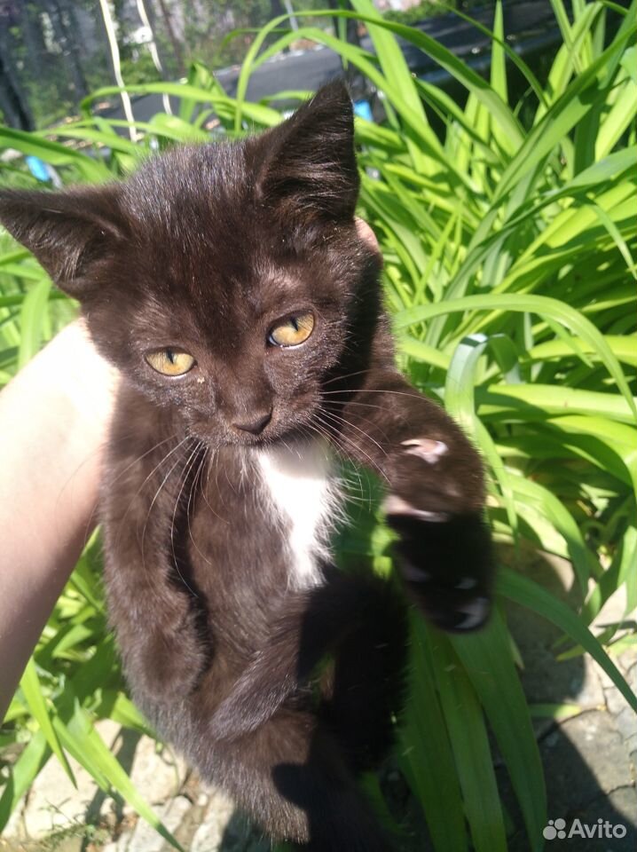 Отдам в добрые руки двух котят черный кот полосата