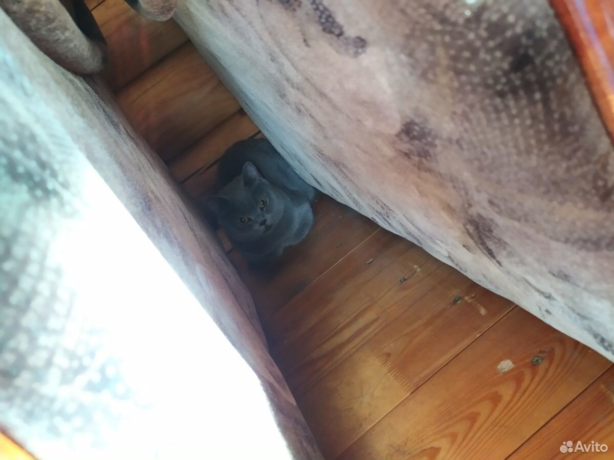 Кошечка-Британочка