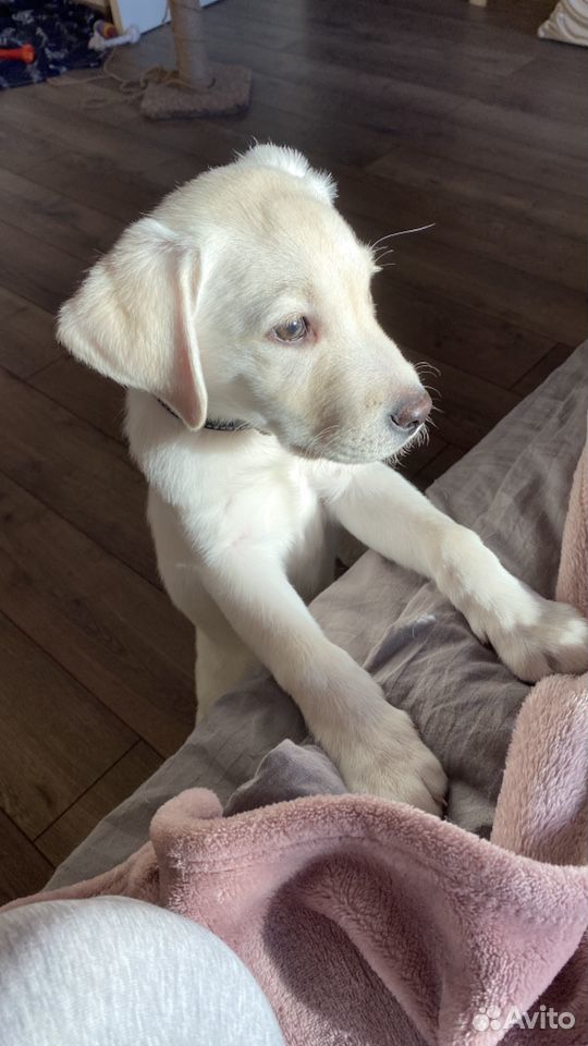 Щенок лабрадора, мальчик