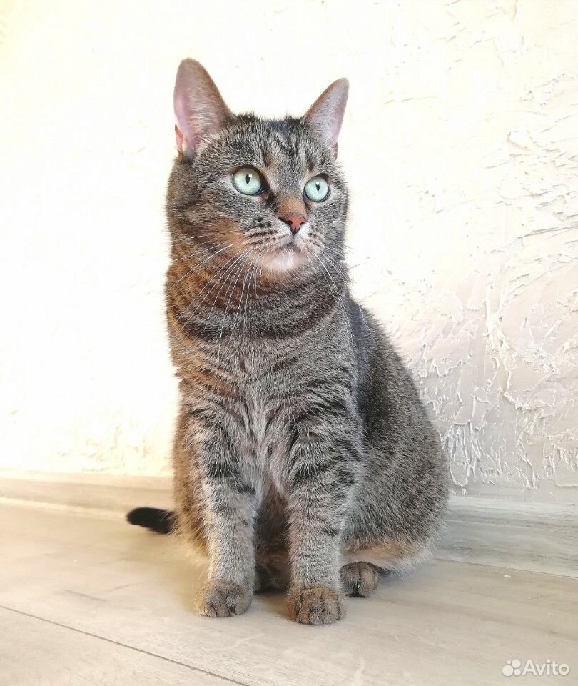 Ищем человека с добрым сердцем