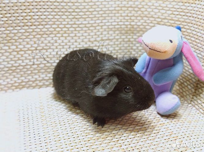 Английский черный селф морская свинка