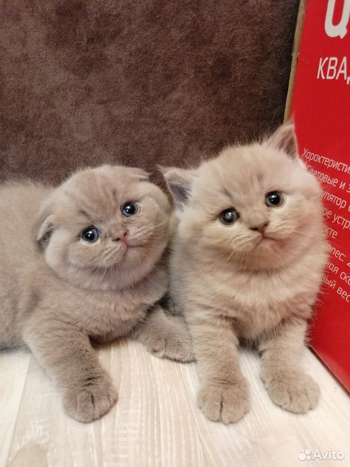 Шотландская