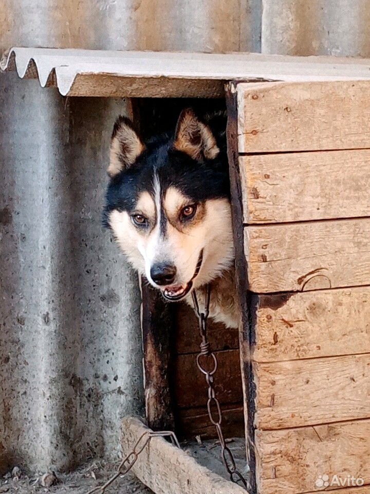 Хаски