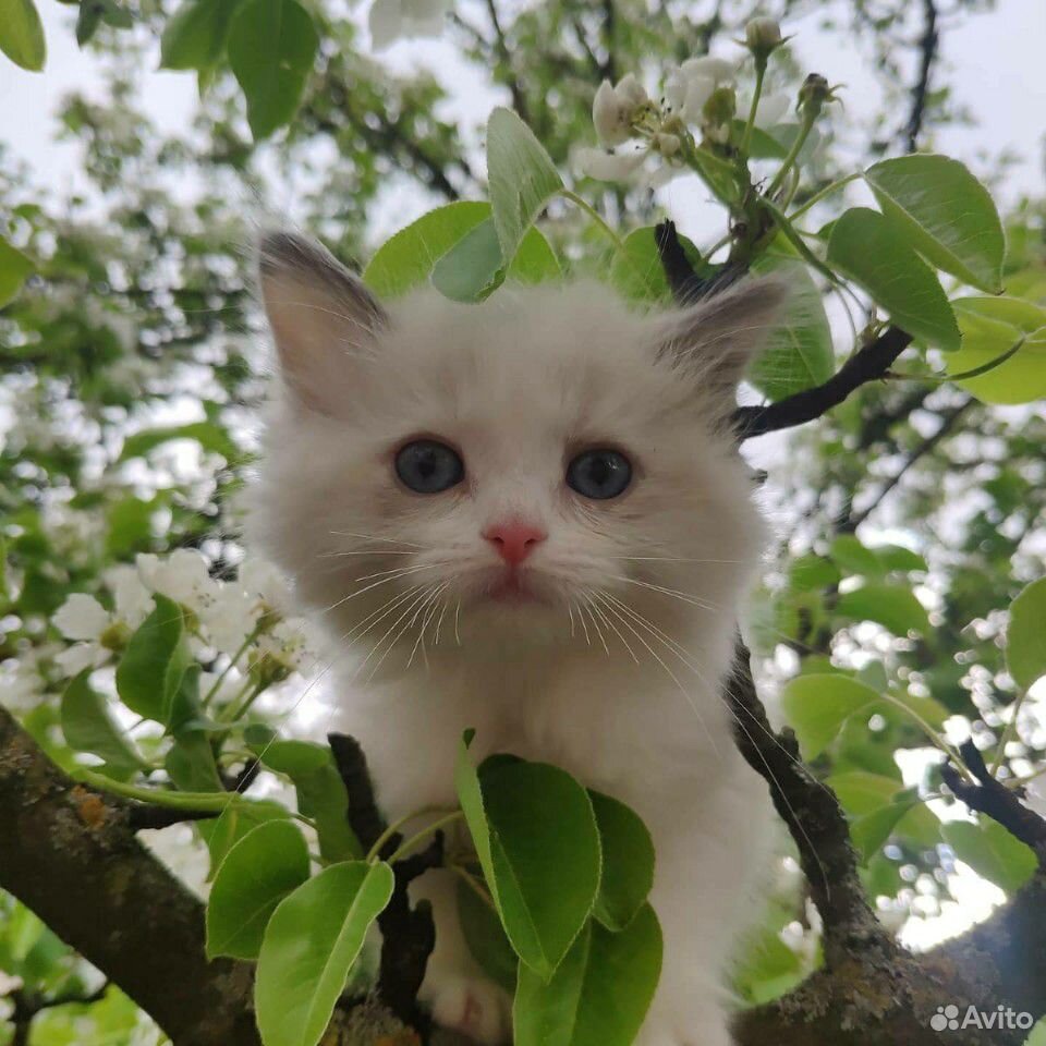 Una, девочка рэгдолл 2 месяца