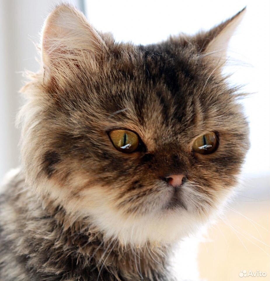 Кот Роджер 2 года