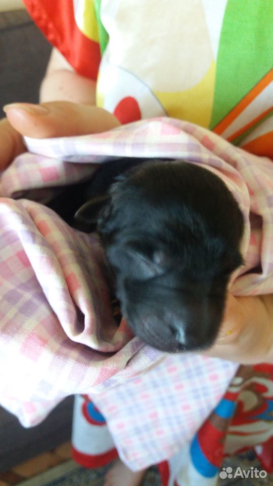 Нашли шенков отдадим в добрые руки