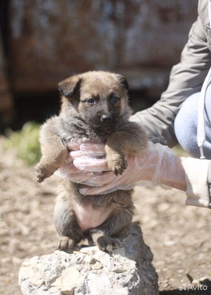 Симпатичные щенки в добрые руки