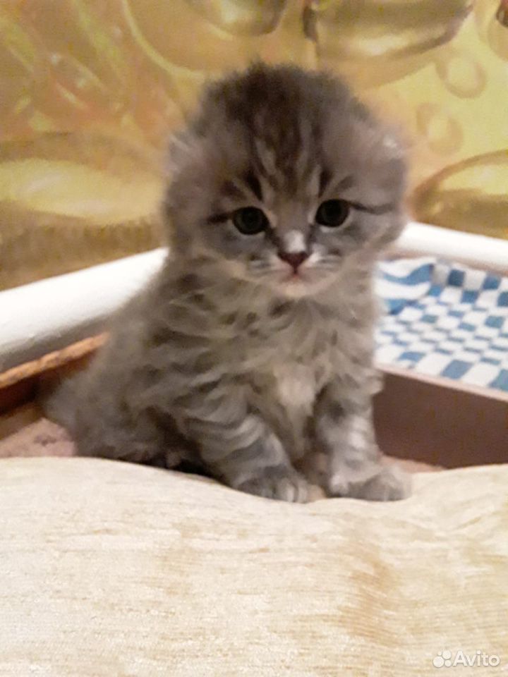 Котёнок