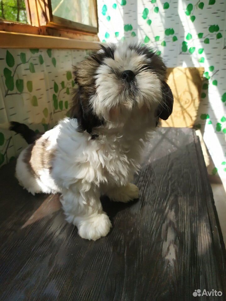 Щенки мальчики