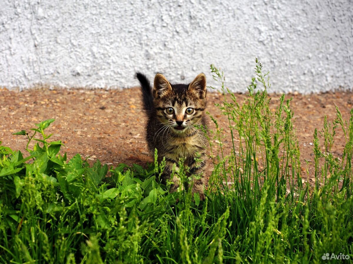Котенок мальчик 1,5 мес