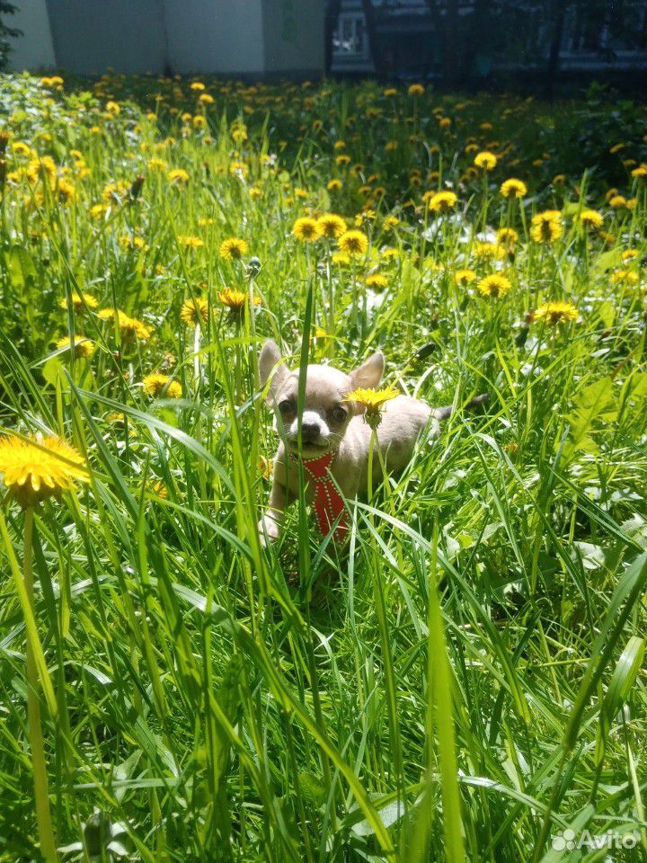 Мраморный мини мальчик