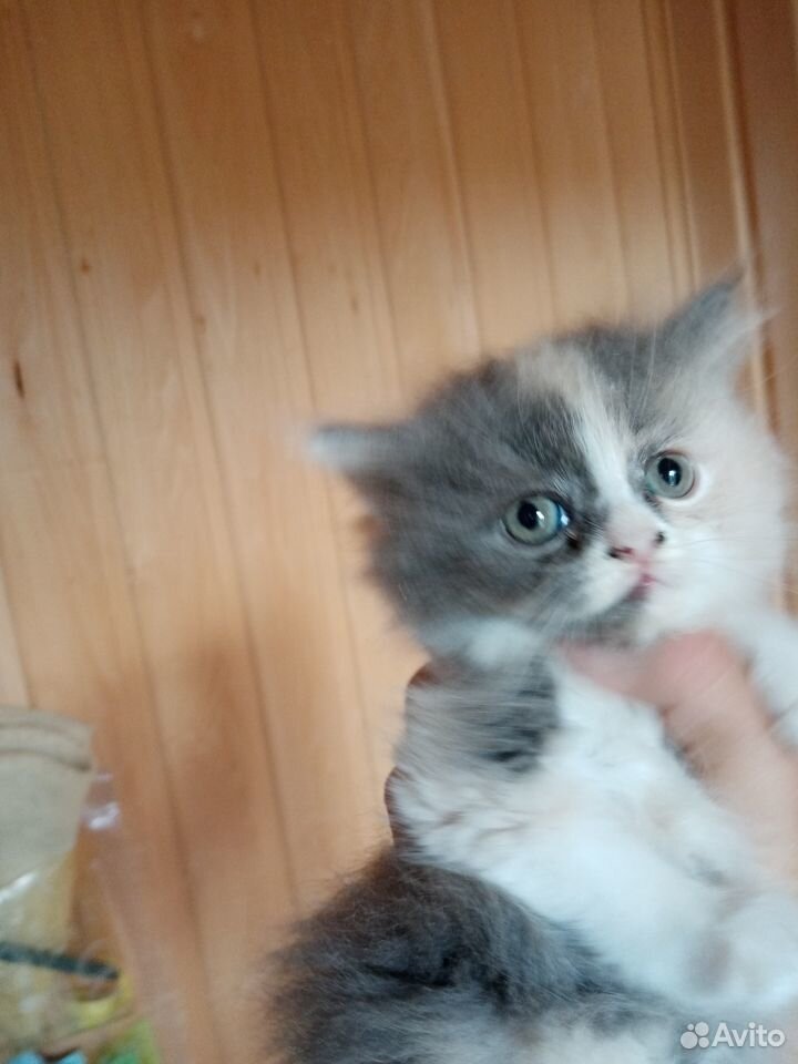 Котята персидские