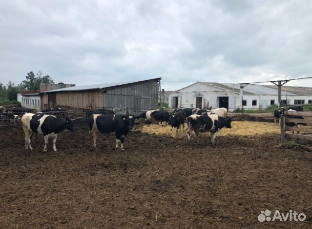 Нетели порода черно пестрая голштинизированная