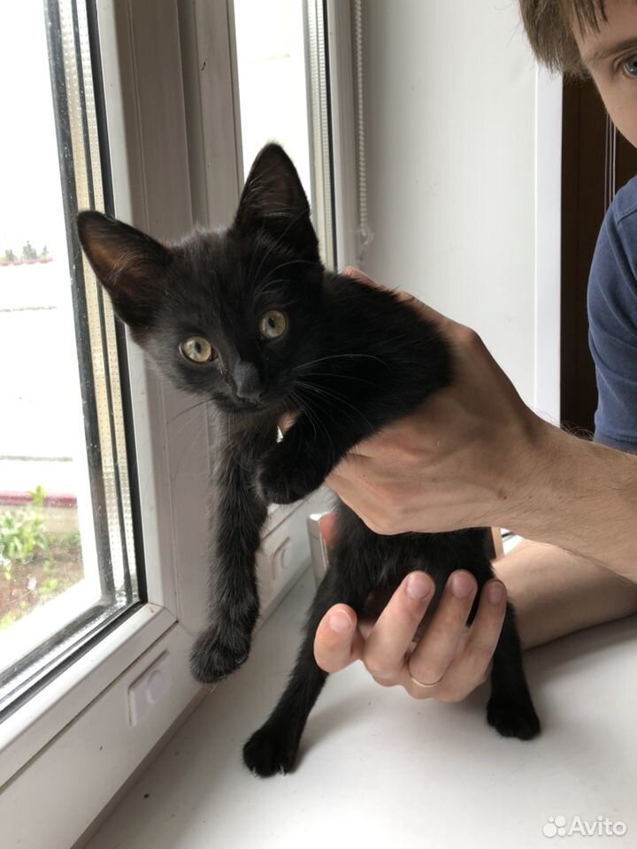 Кошечка Смородинка