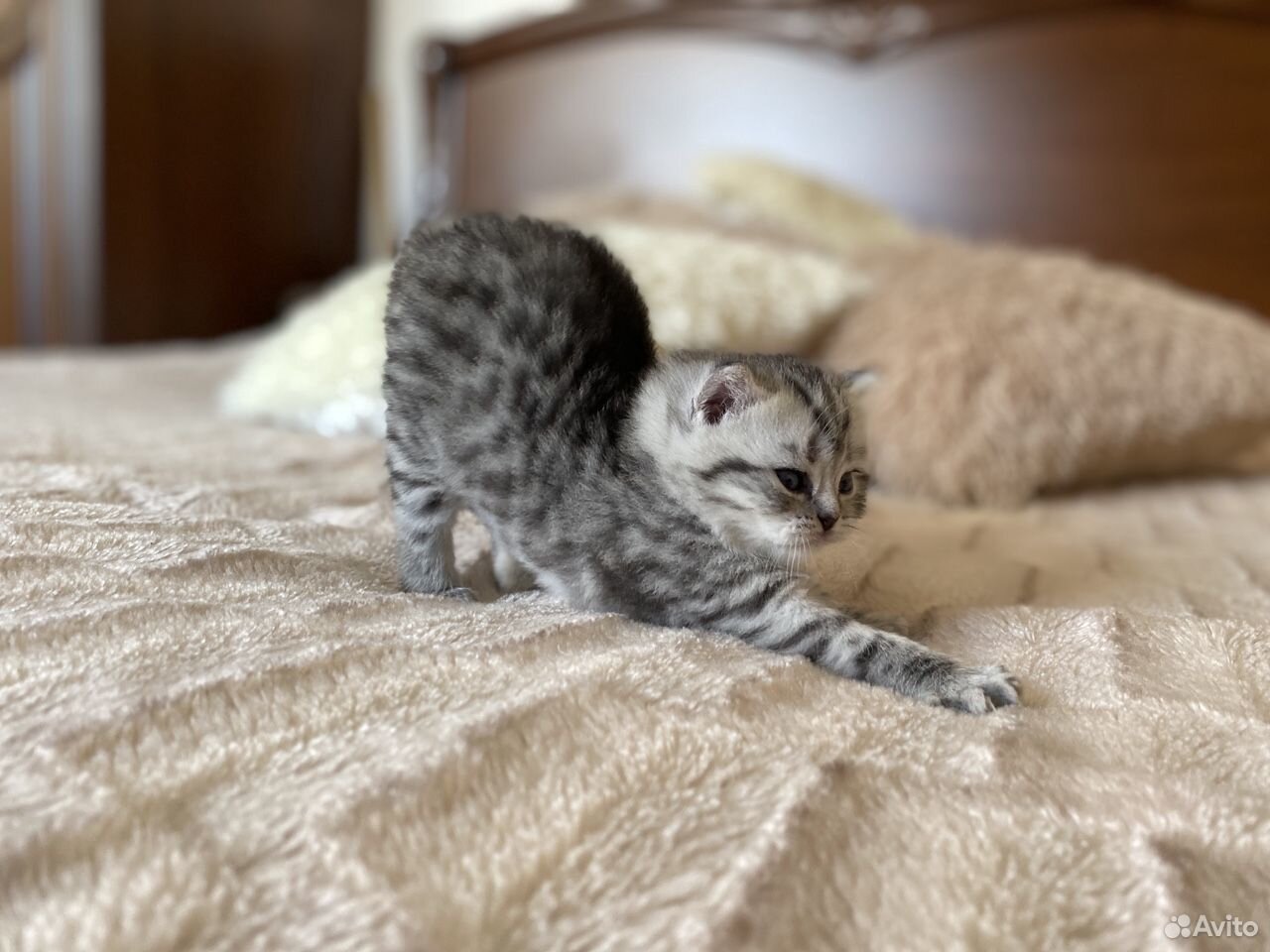 Шотландец котенок