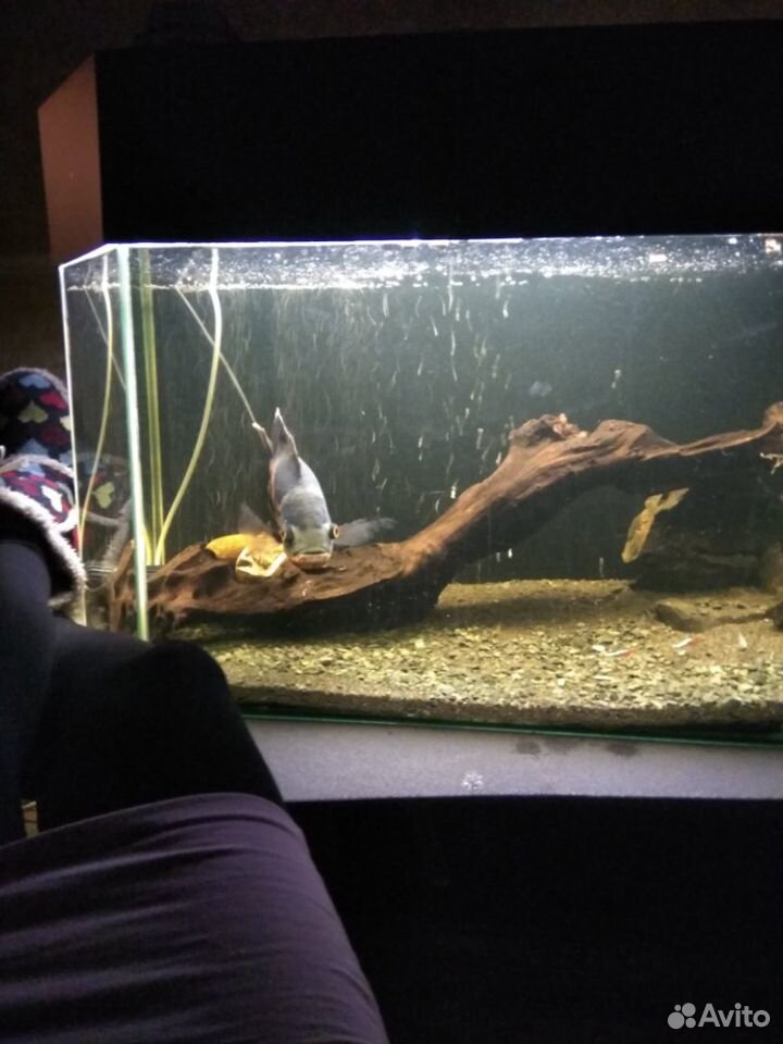 Остронотус рыба 35 см