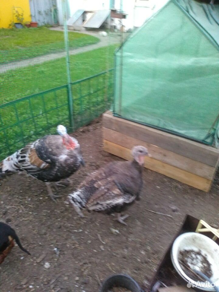 Индюшата, куры, петух и индюки