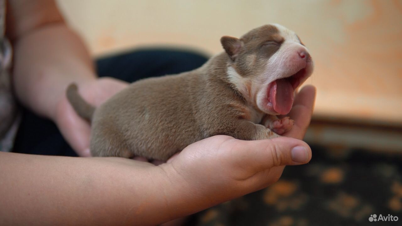 Американский Булли, 3 шоколадных девочки, 1 неделя