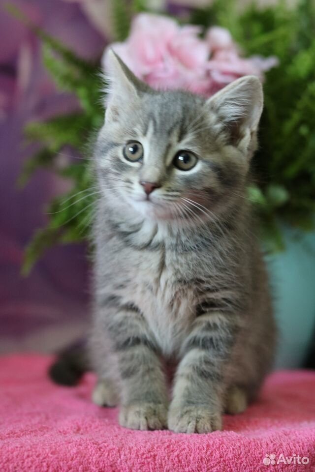 Милый котенок в ответственные руки