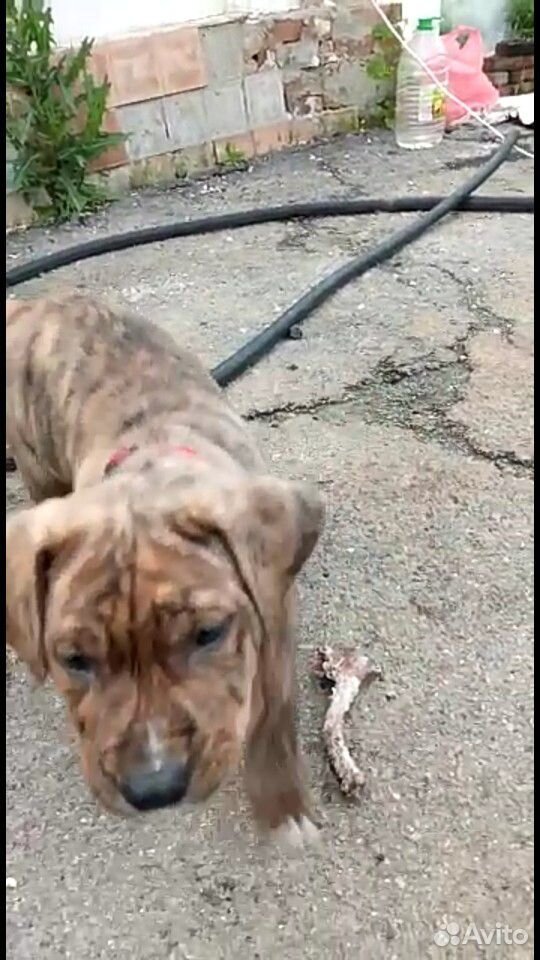 Амстаф щенок