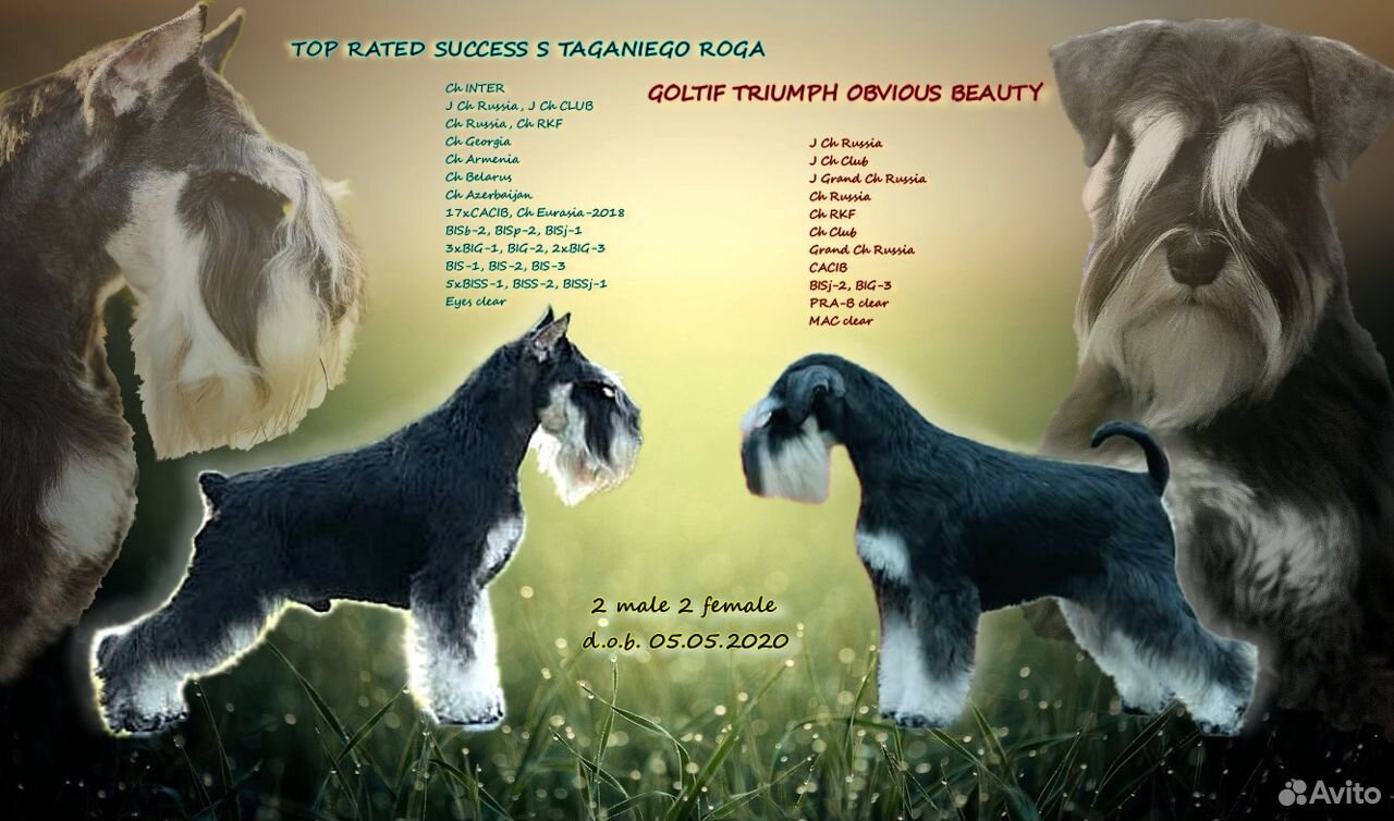 Открыто резервирование ч-с щенков