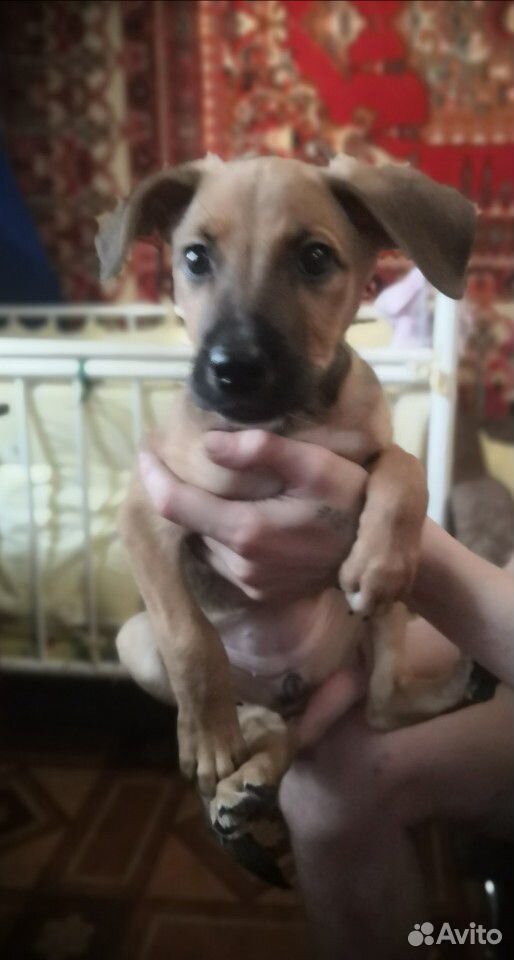 Собака