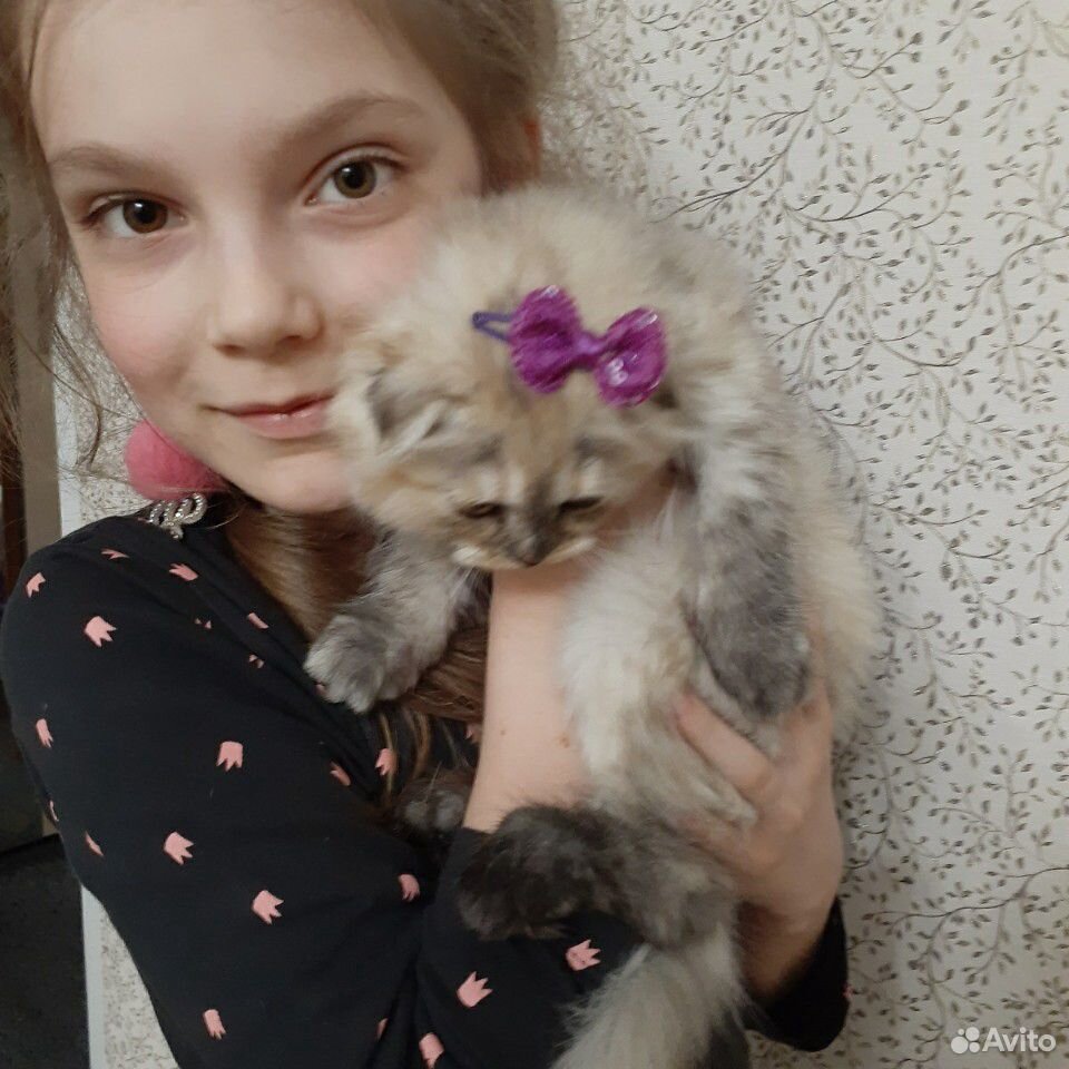 Шотладская вислоухая