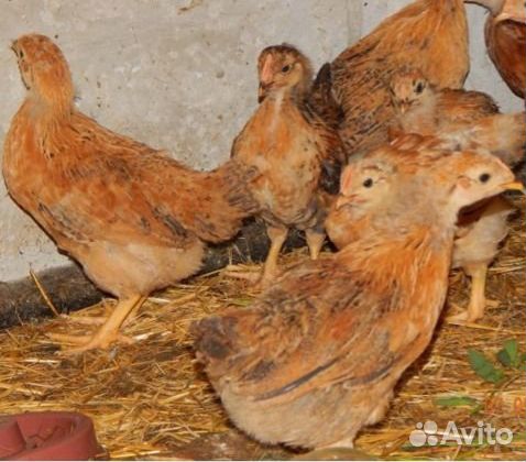 Кучинская Юбилейная цыплята