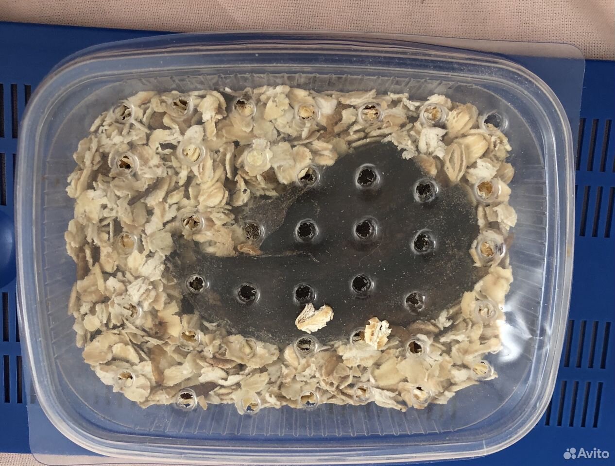 Мучной червь