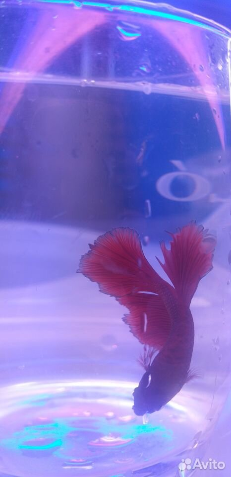 Рыбка петушок красный халфмун подросток