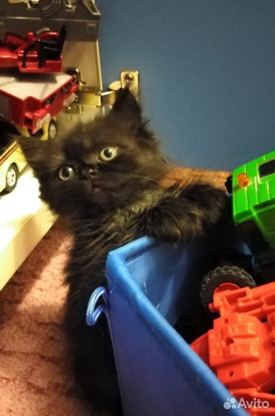 Персидский котенок бесплатно