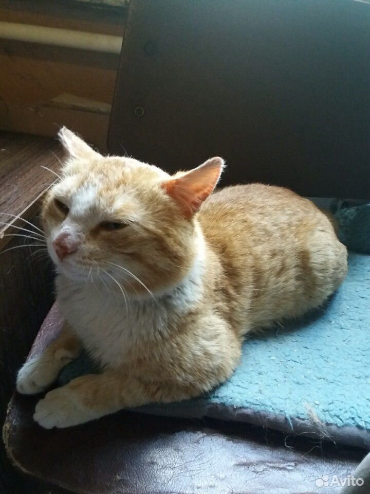 Кот