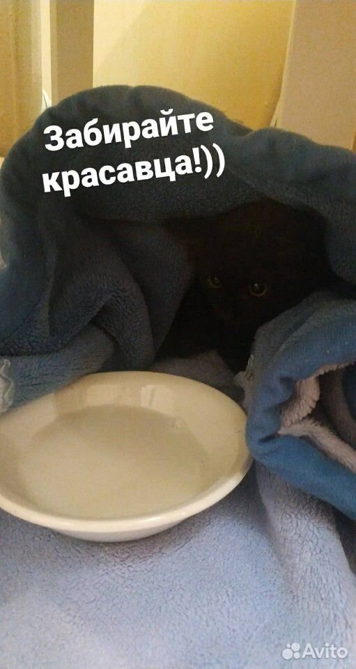 Котенок