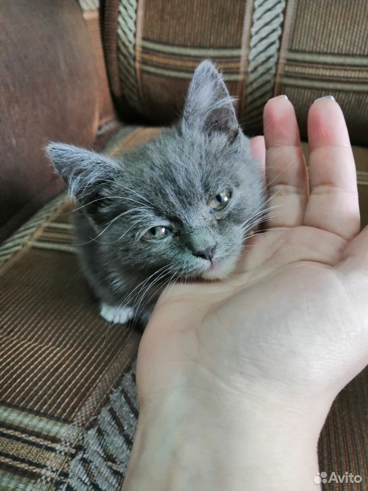 Котёнок