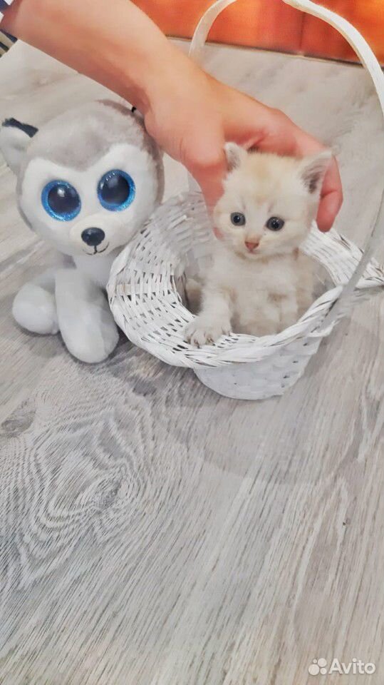 Котики рыжий и персиковый