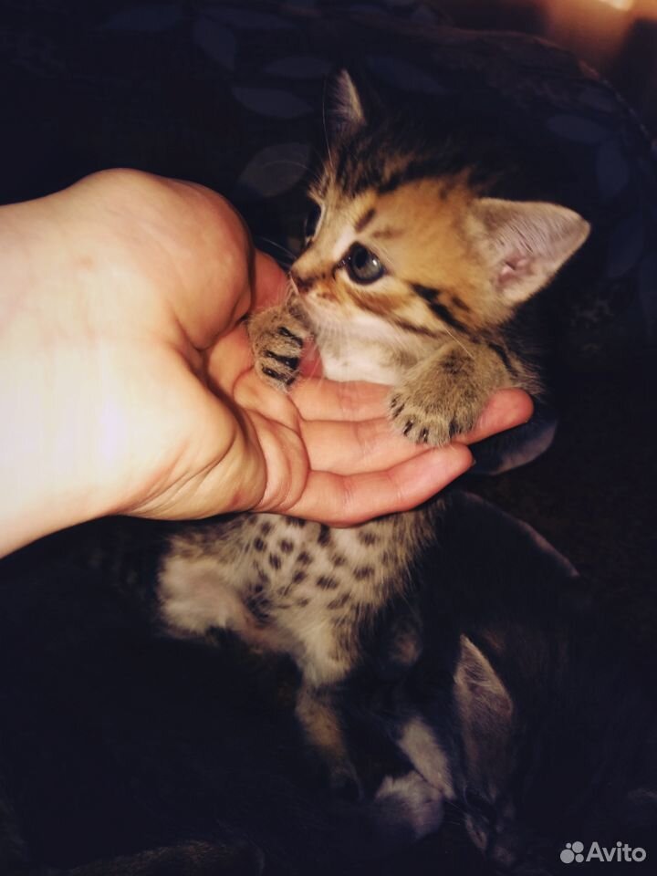 Котёнок тигровый