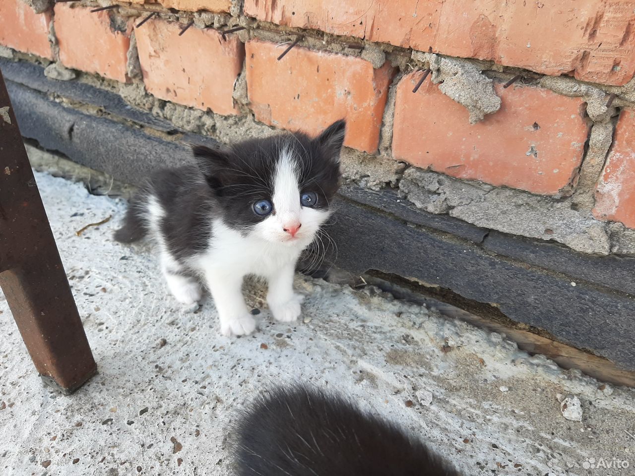 Котята 1 месяца остались без мамы