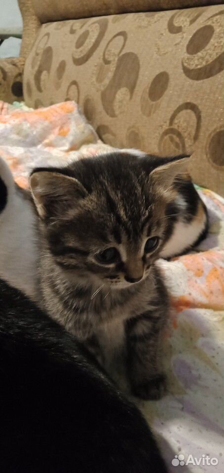 Котенок
