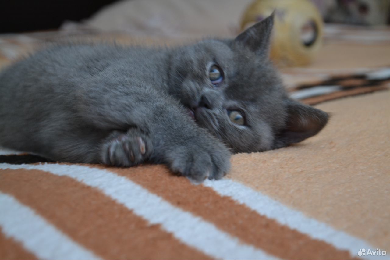 Котята