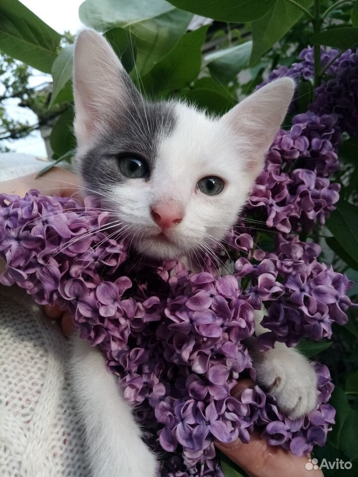 Котёнок с необыкновенной внешностью и характером