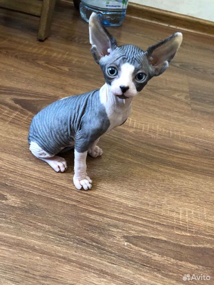 Канадский Сфинкс девочка Тиффани