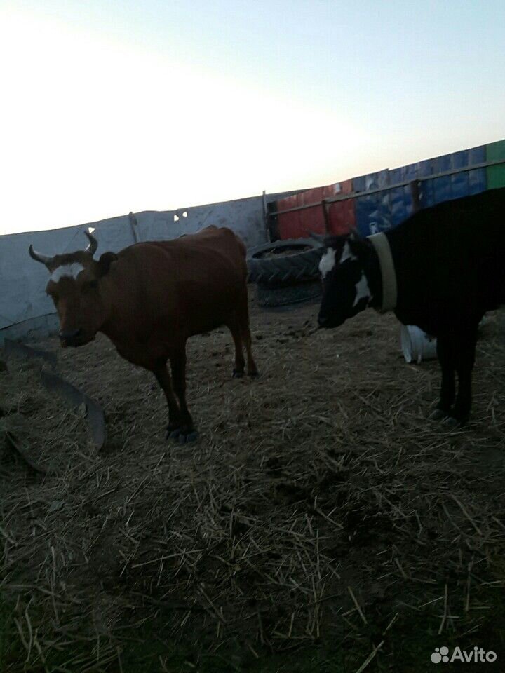 Корова.и телка