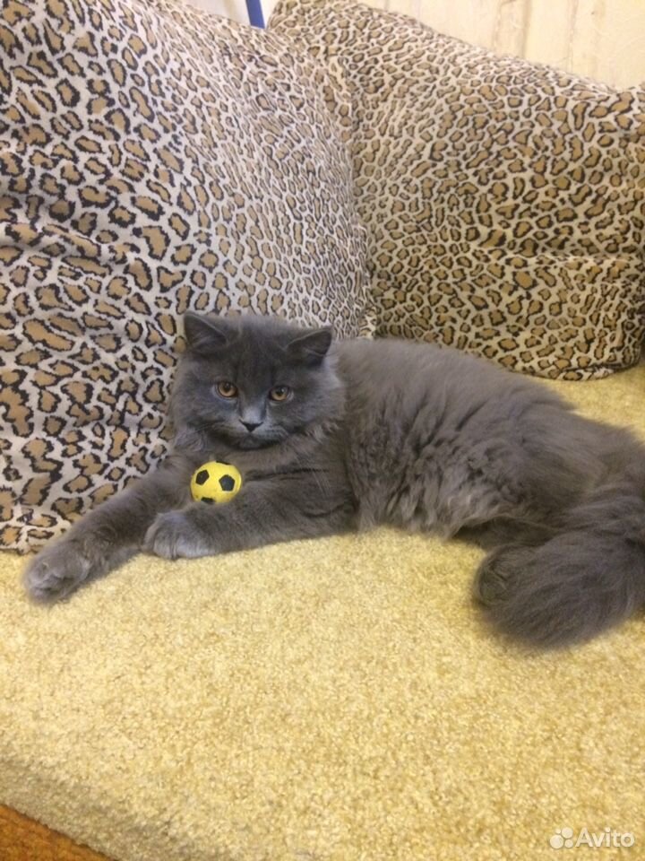 Кот