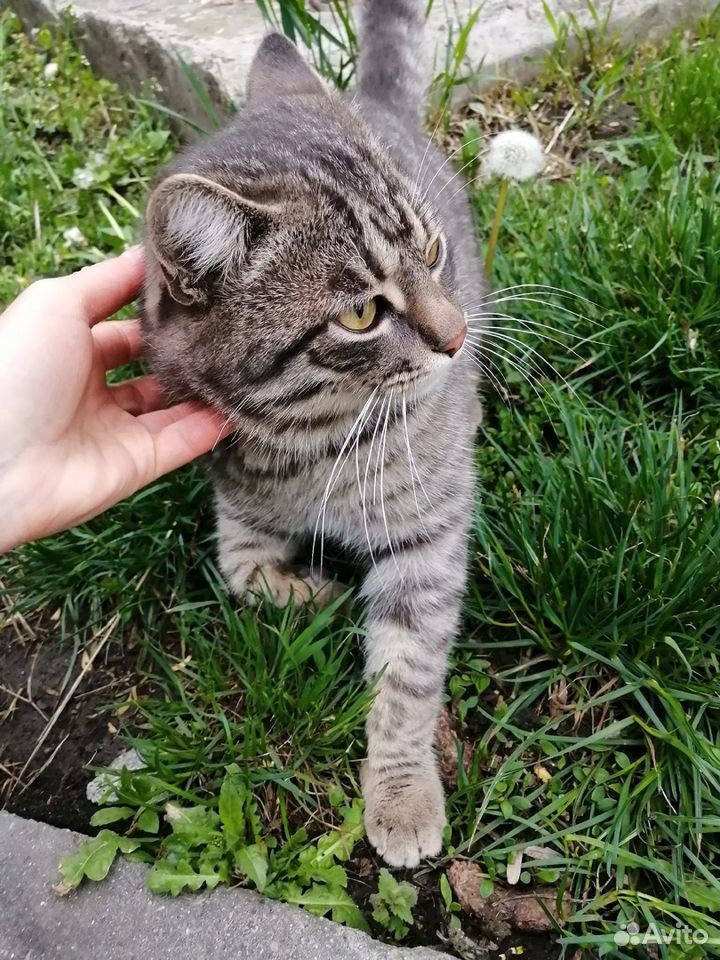 Котик Шерман