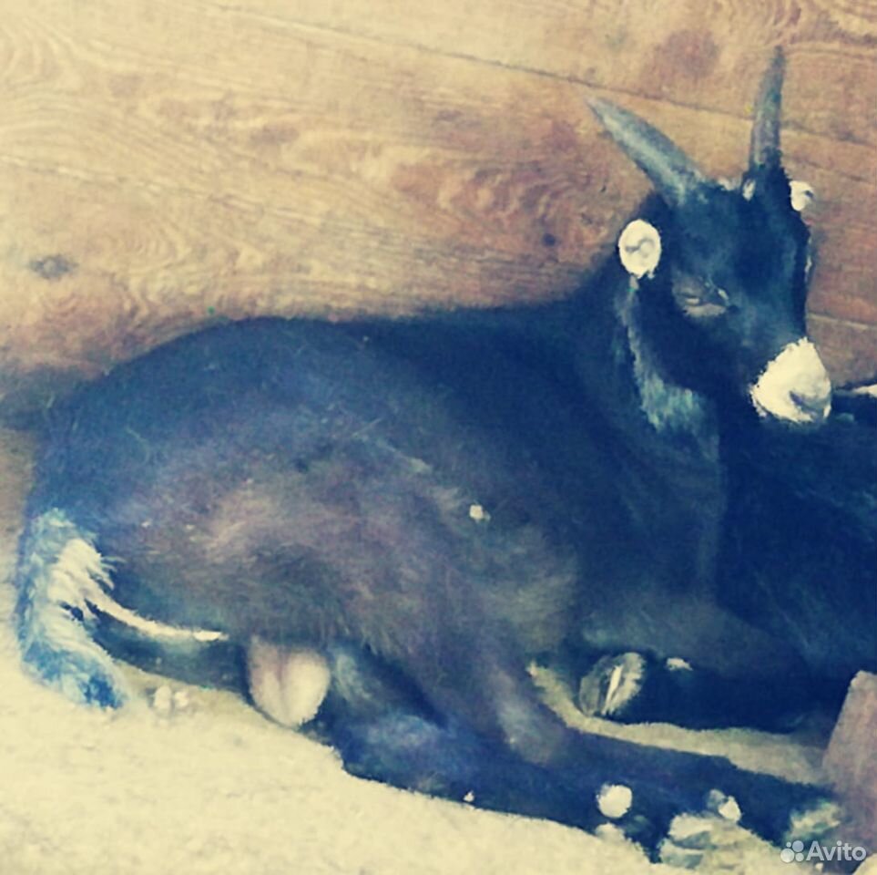 Козлик Принц породистый Ламанча